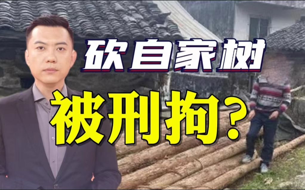 先别喷!如何理解村民无证砍伐自家514株林木被刑拘?【主播说三农】