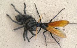 【纪录片/CCTV】非凡动物排行榜