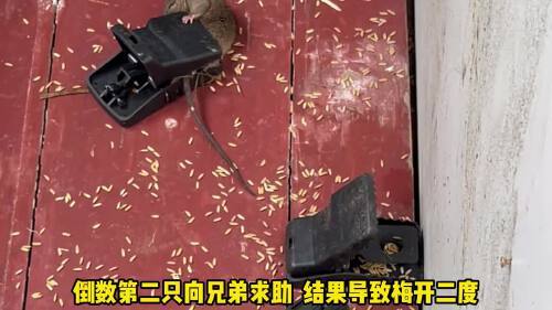 倒数第二只向兄弟求救,结果导致梅开二度!