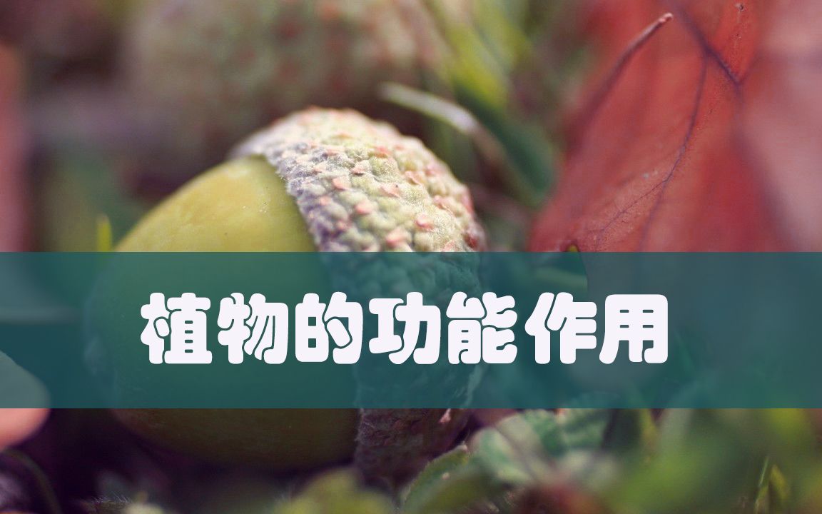 植物的功能作用