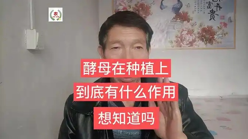酵母在种植上到底有什么作用?不止一点点,很少有人知道