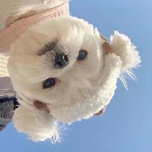 巴拉后期 