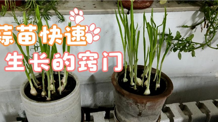 又到了种蒜苗的季节了,告诉大家一个让蒜苗快速生长的窍门