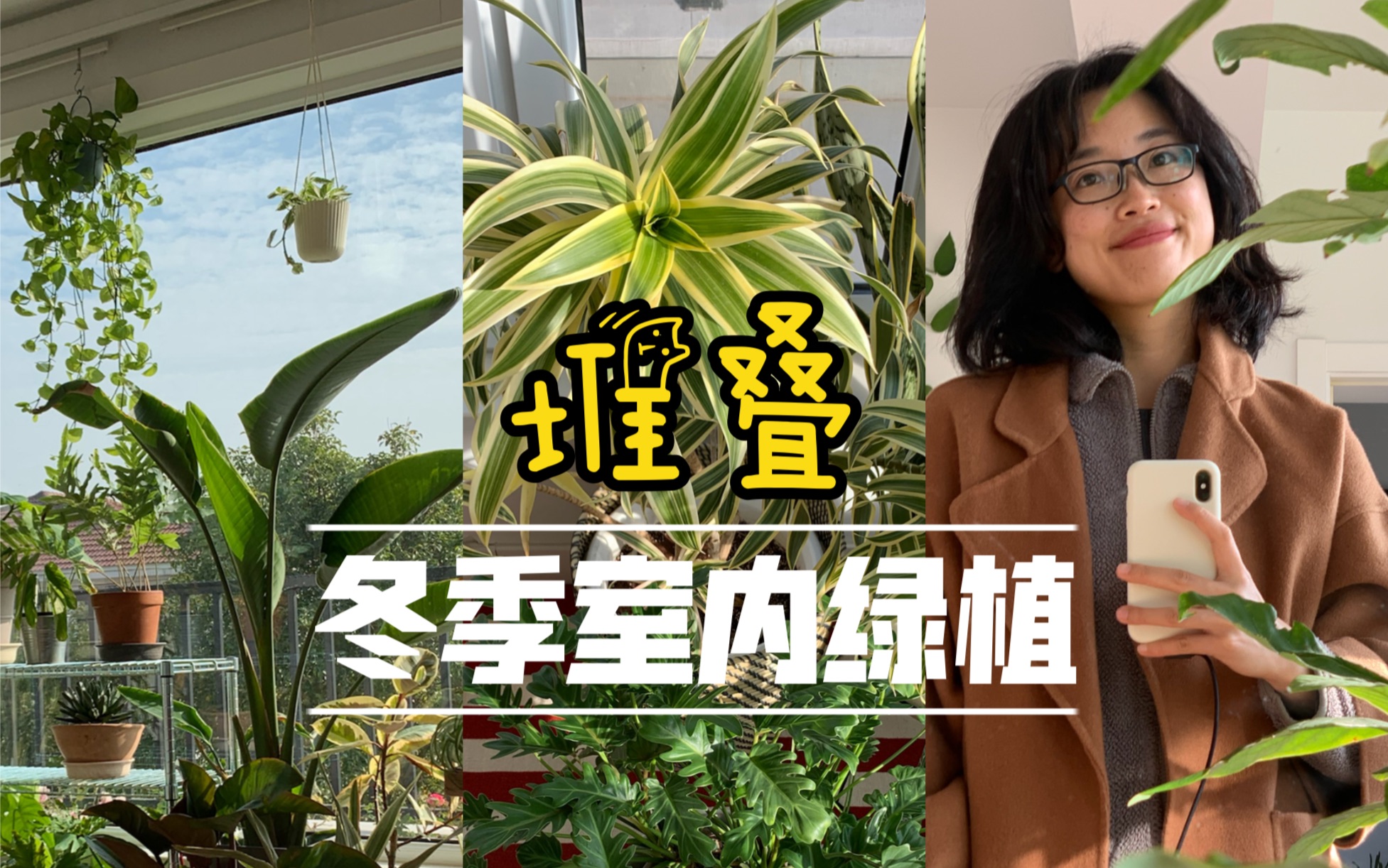 「山乌龟」冬季阳光房 | 室内植物介绍 | 山乌龟的园艺记录