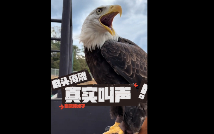 白头海雕真实的叫声原来是这样的