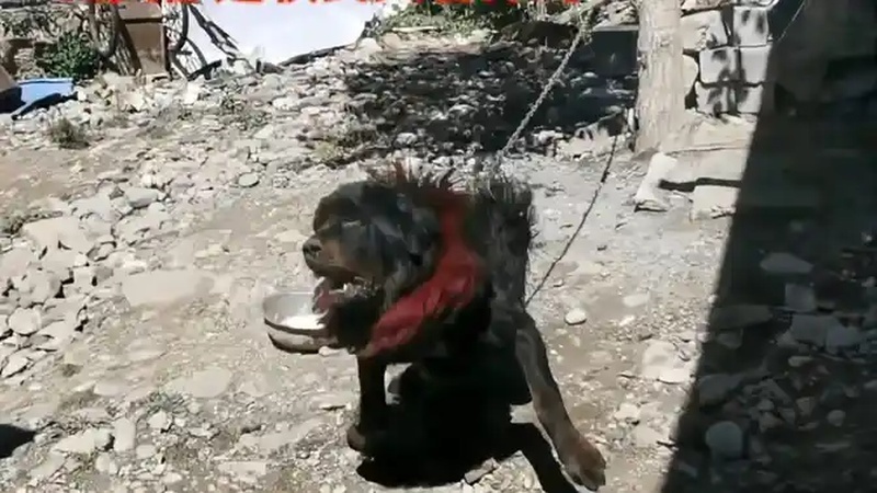 喜马拉雅河谷型藏獒与藏狗有何区别?高原藏獒真的成了流浪狗吗?