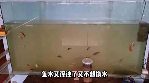 不想换水怎么办,教你用塑料盒做个过滤器,养鱼还能养花又能滤水