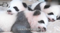 世界上最可爱的动物大熊猫,就连睡觉都那么的可爱