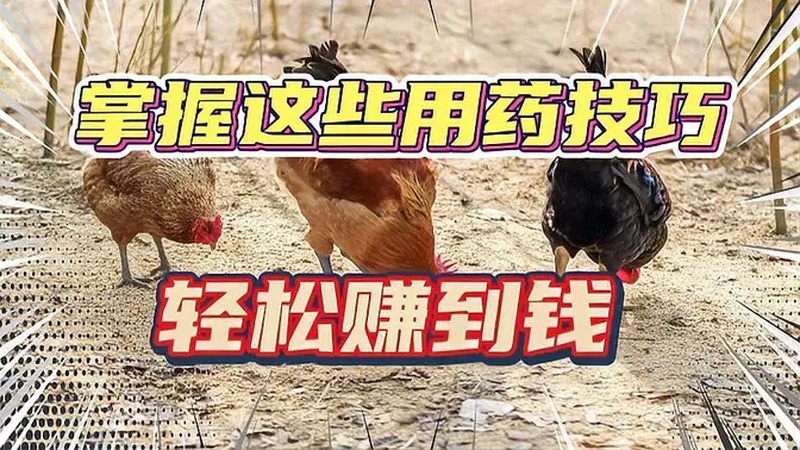 无论养什么鸡,掌握这些用药技巧,养鸡轻松赚到钱