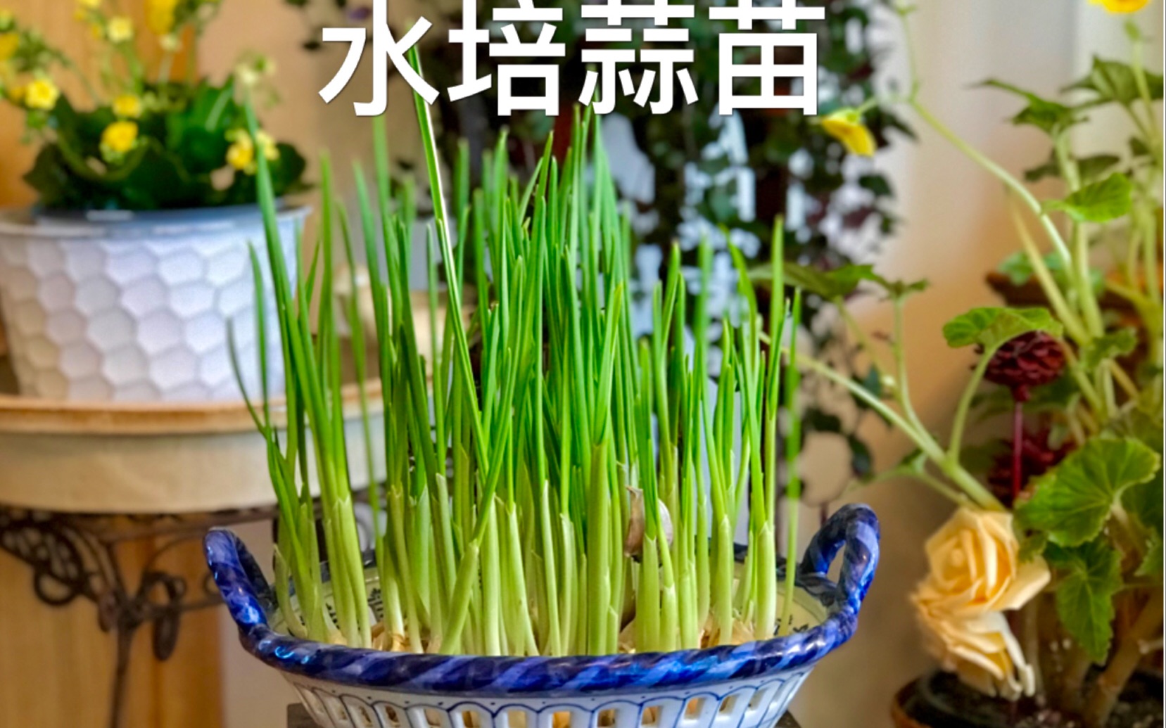 在家轻松种植,水培蒜苗,grow garlic sprouts , plant at home with me