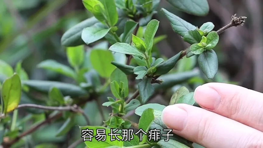 金银花的茎叫忍冬藤,可用来给小孩泡澡的药材,你知道怎么用吗