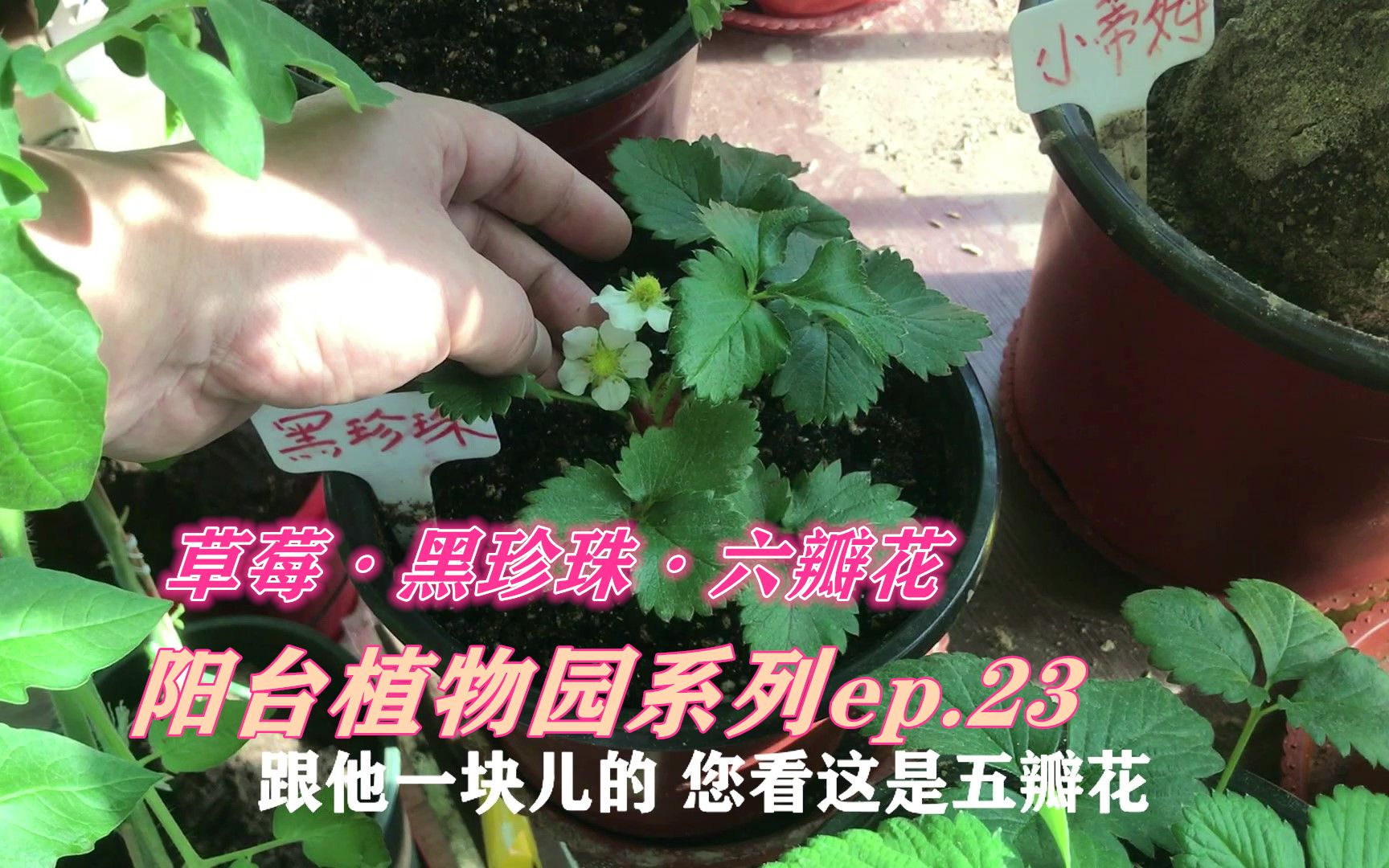 黑珍珠草莓长了六瓣花,是不是应该比五瓣花长的果实大?据说还有七瓣花