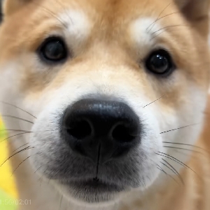 澧鎕釘鎮 