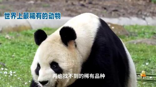全球最稀有的动物,你知道几个?