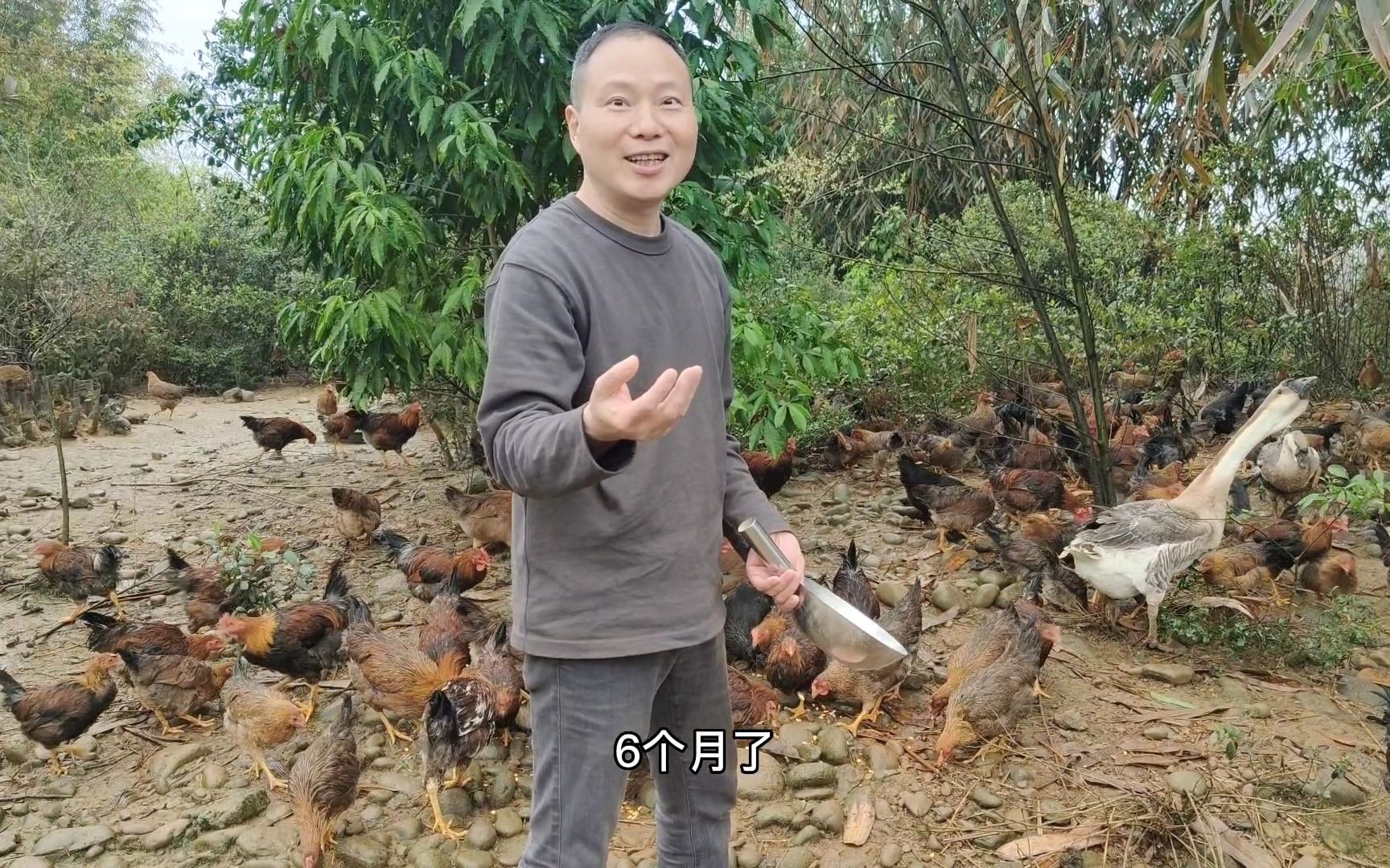 为啥?你买的180天土鸡净重有3斤,我养的鸡6个月了毛重还不足3斤