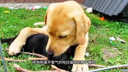 狗狗咬住猫咪脑袋疯狂撕咬,结局却让人意想不到!