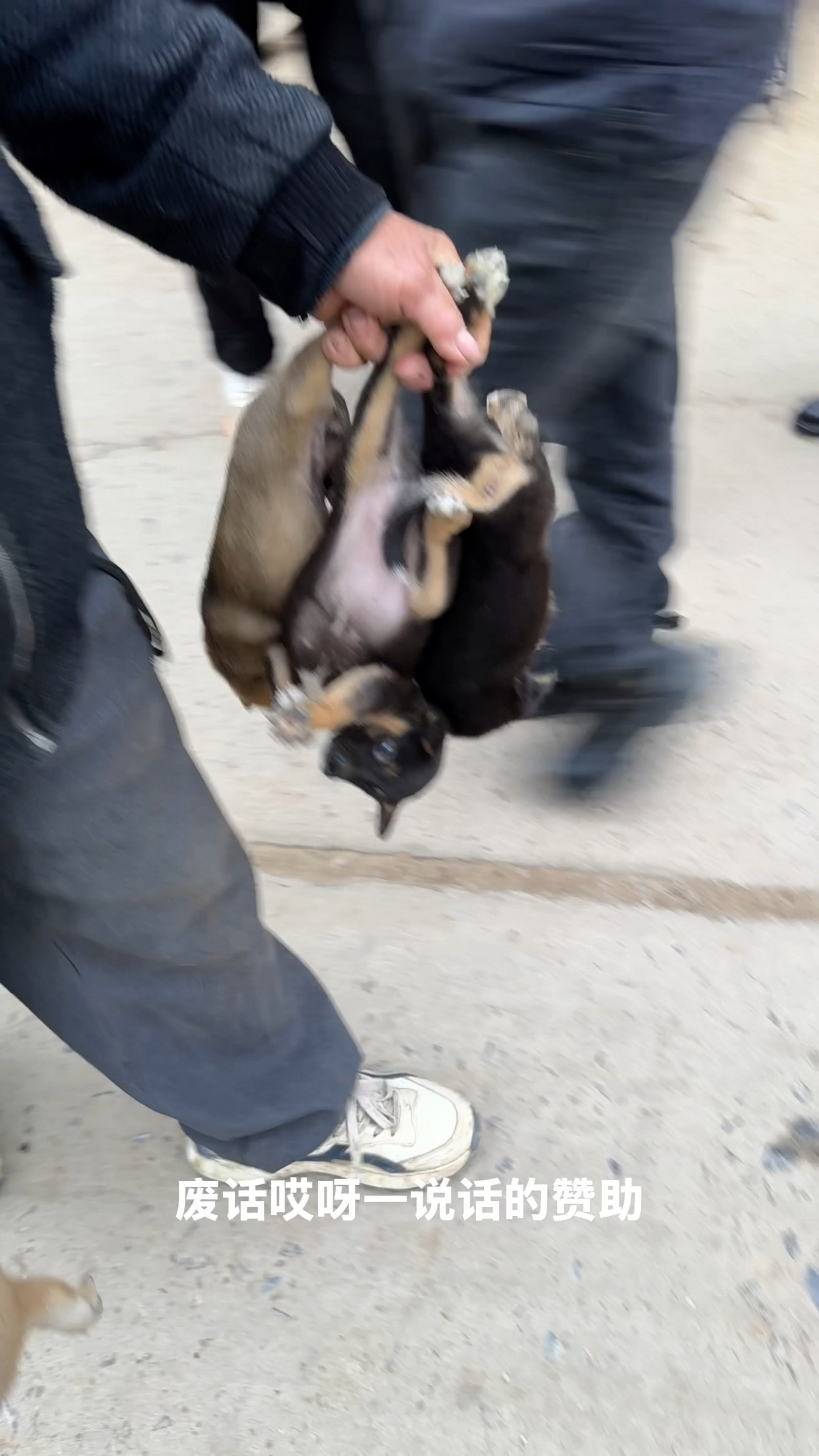 拿狗像掂小鸡一样,这方式很特别咬不到手