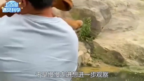 动物科学,男子带狗看老虎,却把狗子吓得连滚带爬