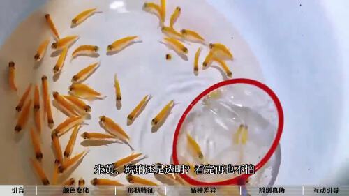 天使鱼卵放大1000倍,显微镜下的神奇构造惊艳全场!