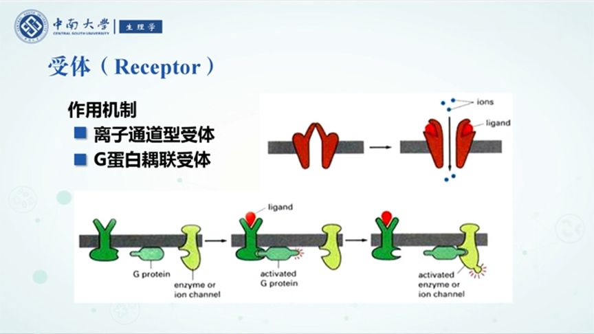 生理学:10.3神经系统(一)—神经递质与受体