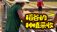 稻谷是如何种植和采收,然后再被加工成大米的?