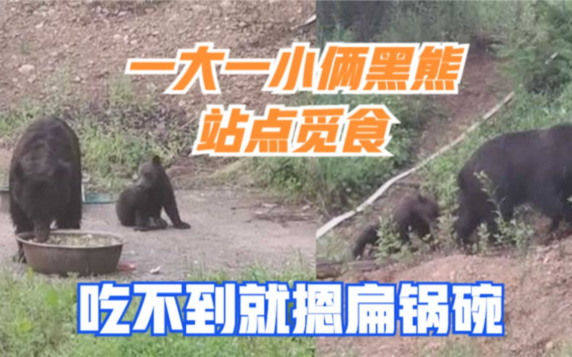 内蒙古大小俩黑熊站点觅食,工作人员:没事就来,吃不到就摁扁锅碗