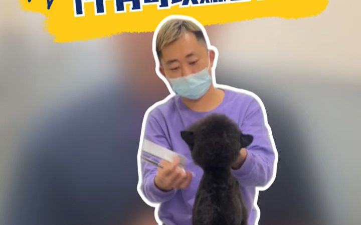 ...宠物美容,一个月可以赚多少钱呢?宠物美容师 宠物美容 宠物美容培训