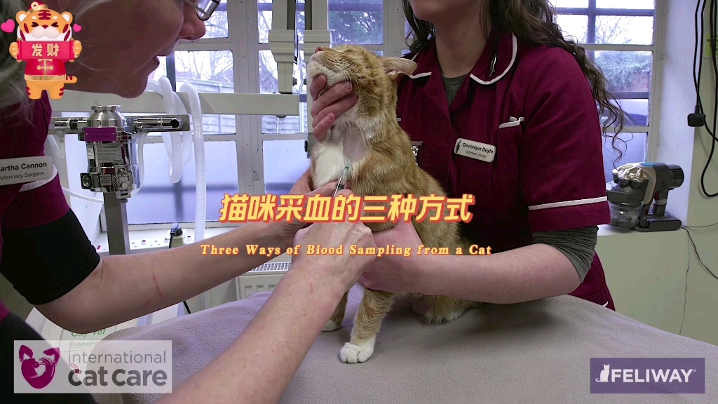 #兽医正能量 猫咪采血的三种最常用的方式 #老外教英语 #兽医临床...