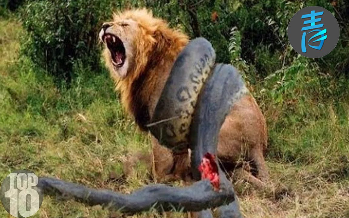 10大惊人的动物对决(Top 10s)@青知字幕组