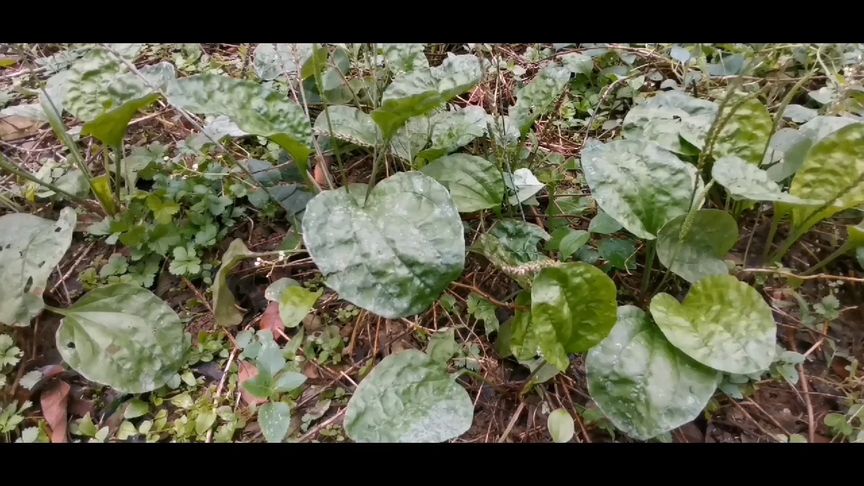 野外发现的车前草,有很高的药用价值功效