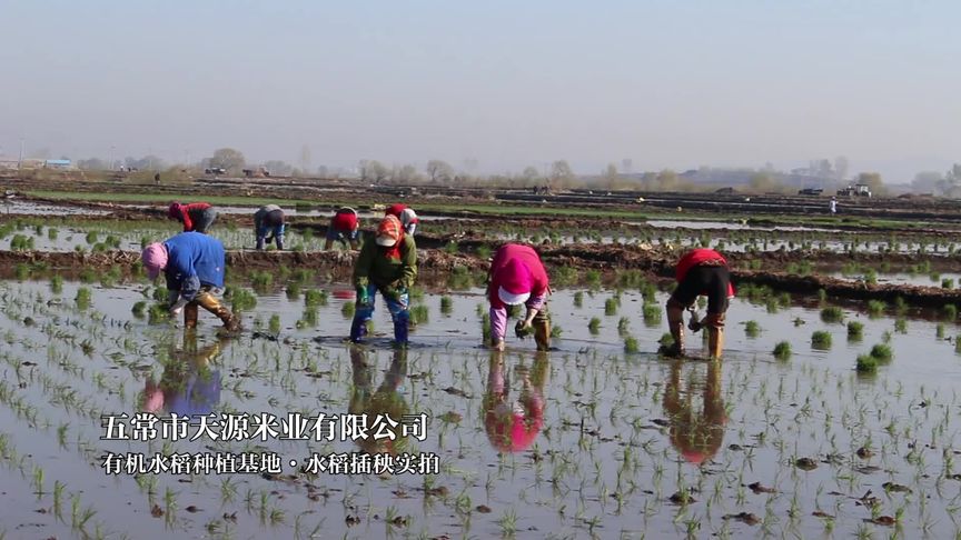 春耕:五常市天源米业有机水稻种植基地,水稻插秧实拍