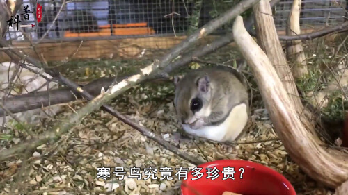 寒号鸟究竟有多珍贵?就连排泄物,都备受人们追捧?