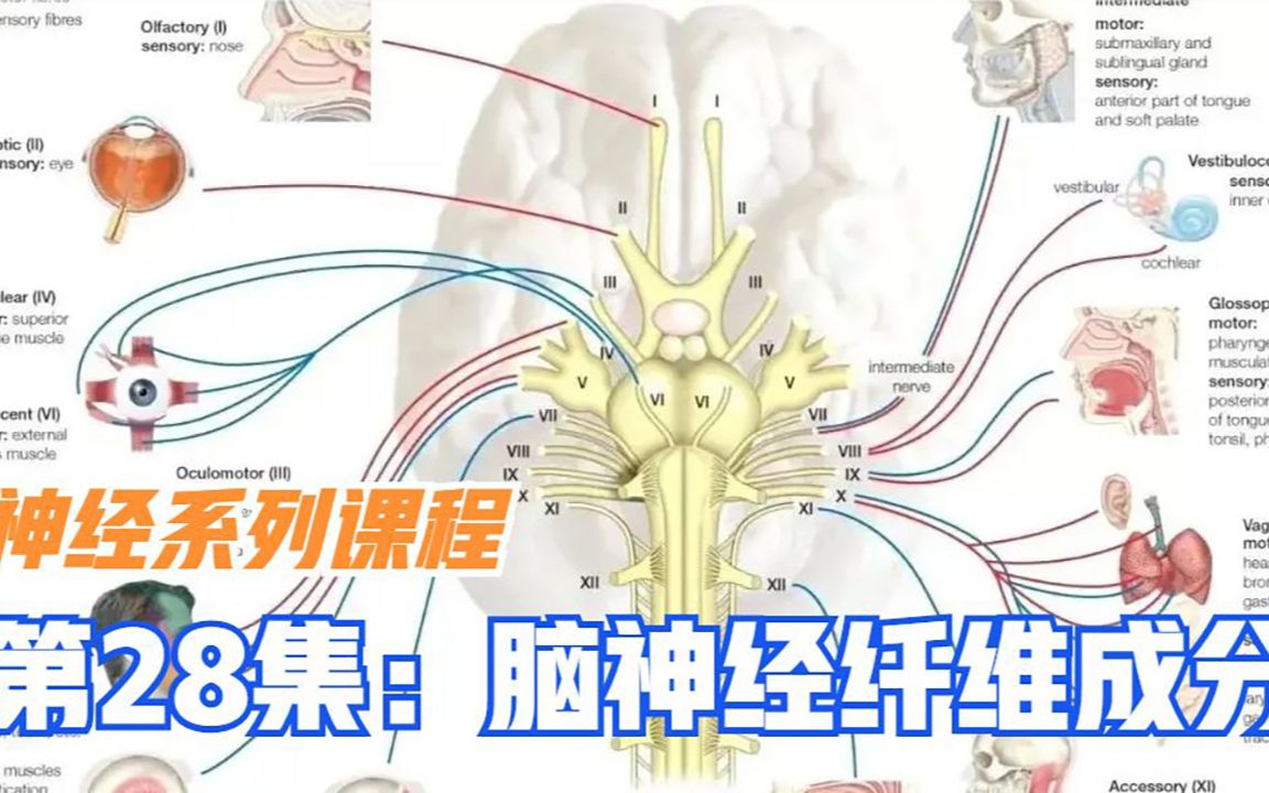 人体解剖学与生理学,第28节神经系统,脑神经纤维成分和功能分类