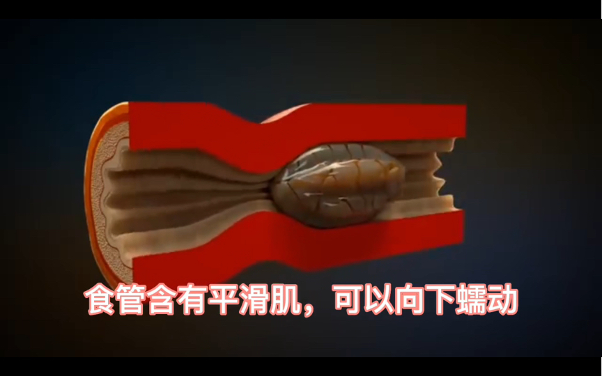 人体消化与排泄动画演示,精品科普!