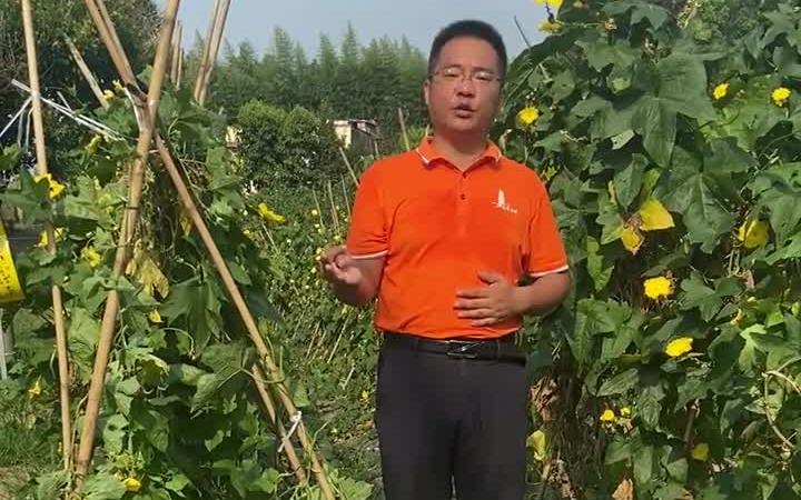 丝瓜移栽后下桩的方法