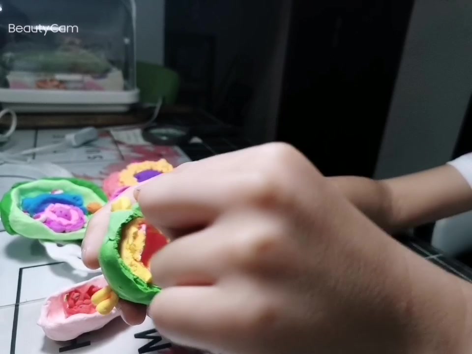 彩泥自制细胞模型1。