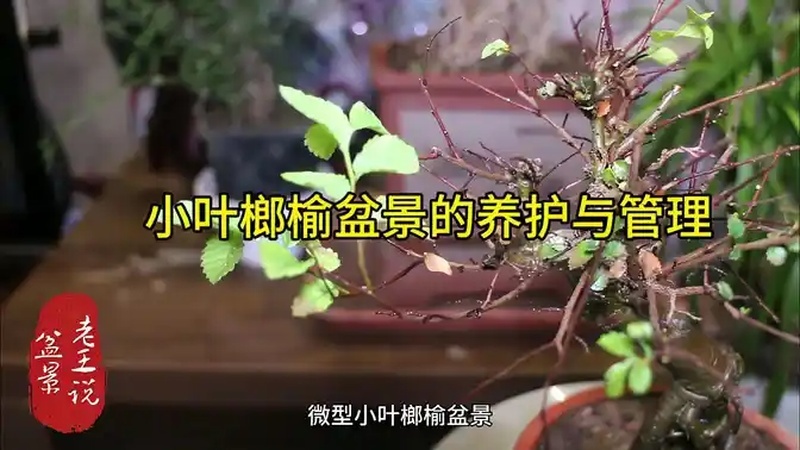 小叶榔榆盆景的养护与管理