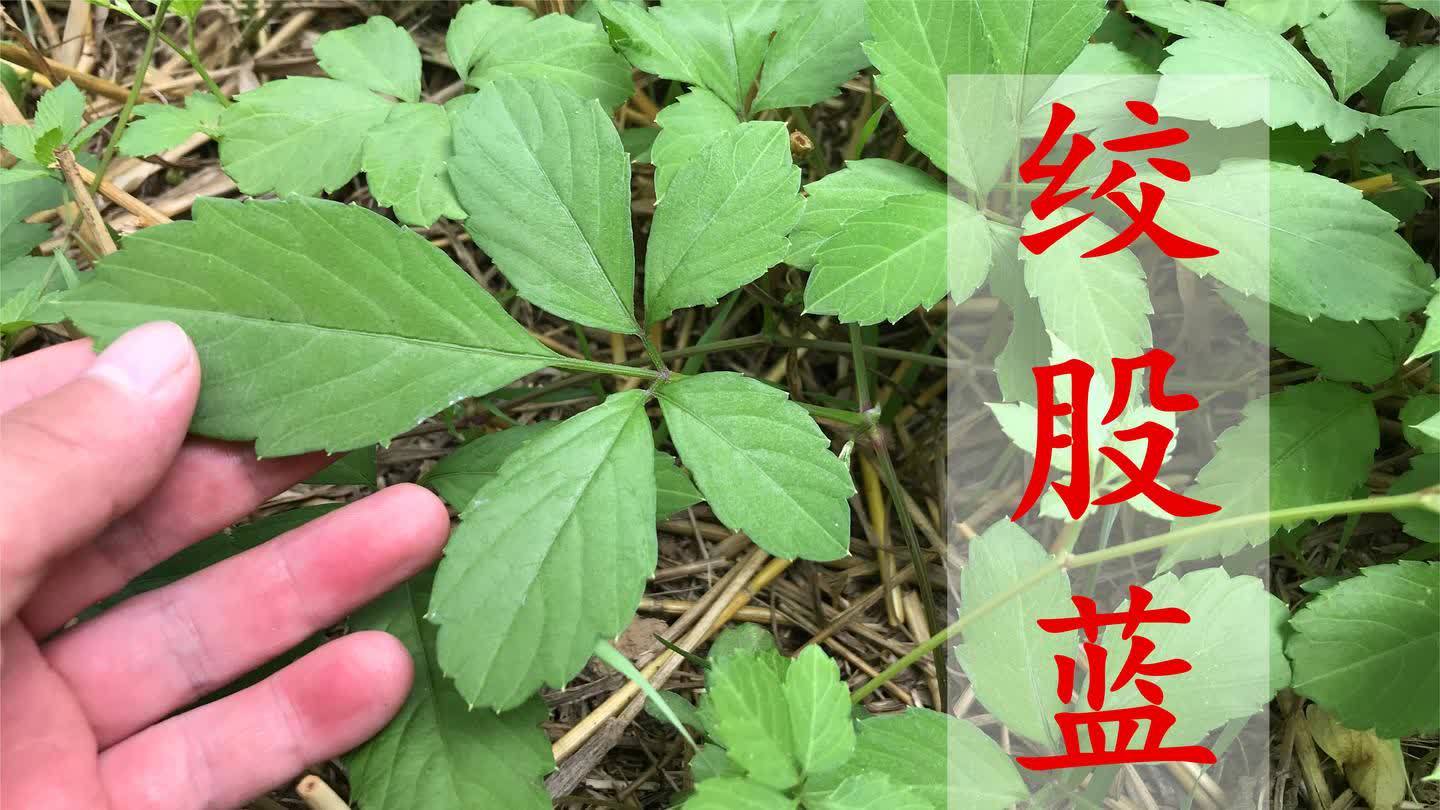 "绞股蓝"除了可以泡水,原来.