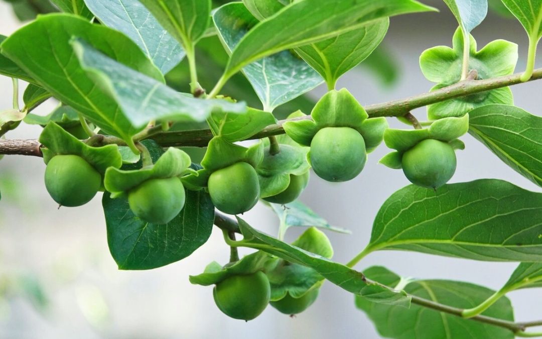 柿子从开花到结果的过程