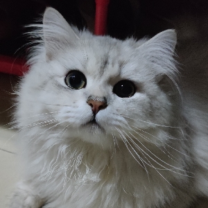 有琴有谱鸭 