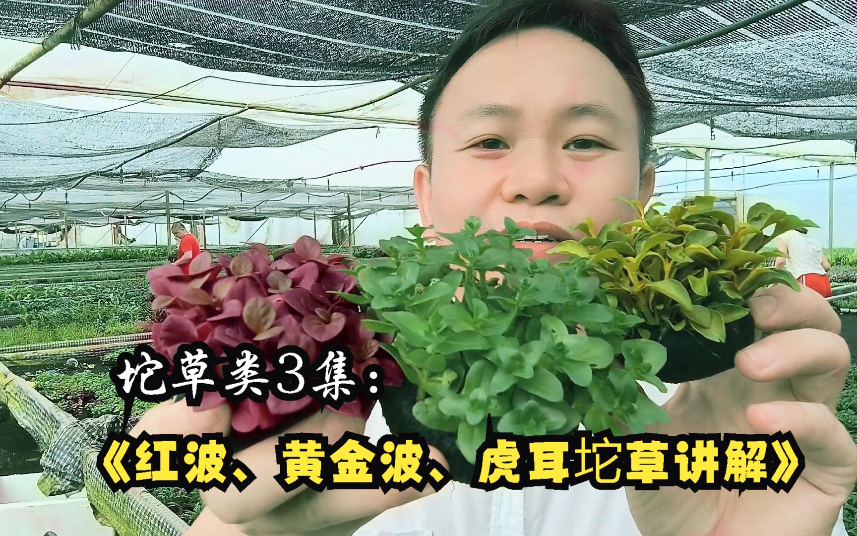 懒人养植推荐:红波、黄金波、虎耳坨草,六款易养易活的水草!