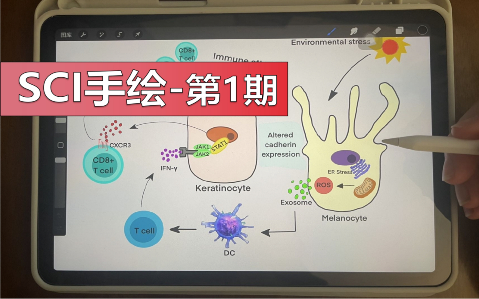 Procreate医学SCI文章作图入门视频
