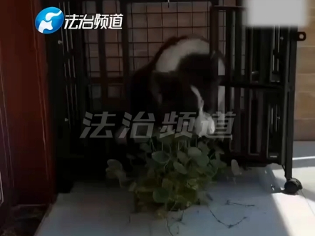 边牧误吃葡萄导致“中毒”不停喝水 吃铜钱草为自己“解毒”“喝了...