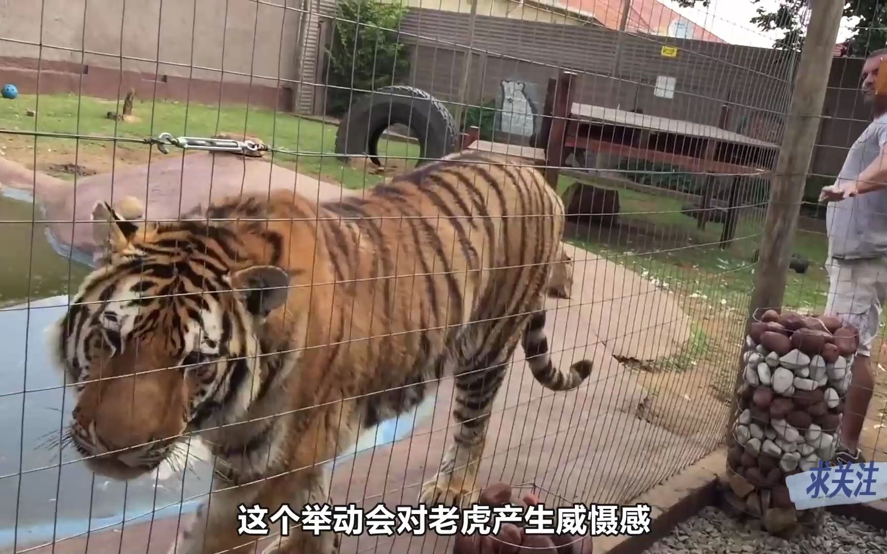 野外遇到老虎,应该如何逃生,学会这一招很关键#老虎 #知识分享