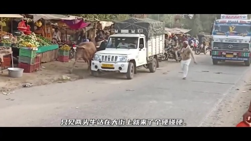 两头公牛在街头打架双方杀得昏天暗地吓得都不敢靠近