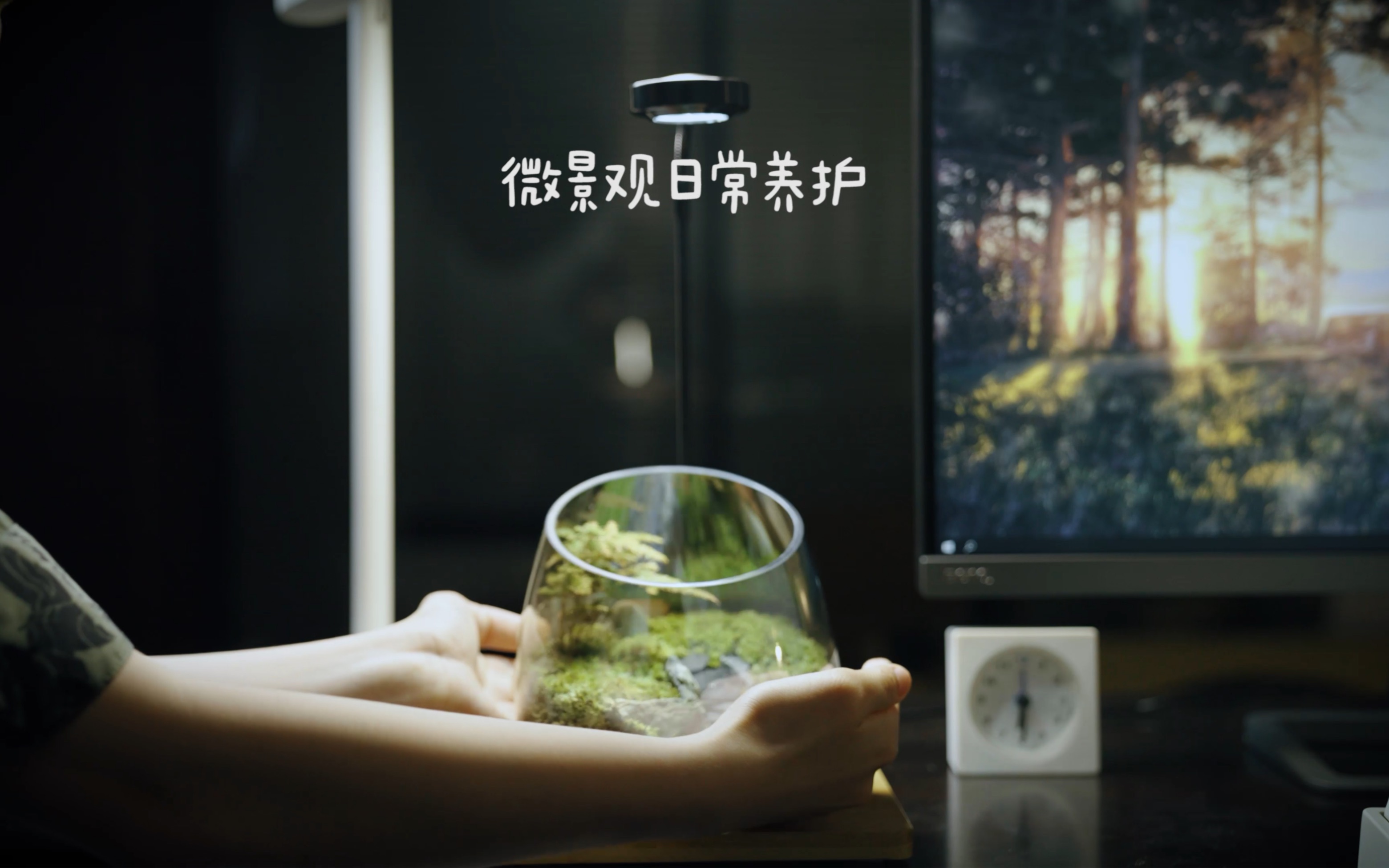 教你“零成本”微景观养护!