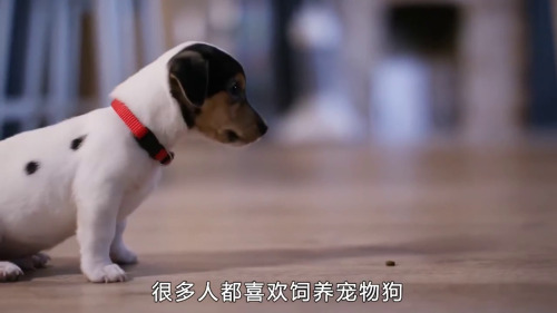 世界上最小的10种狗,一只比一只小巧可爱,你见过吗?