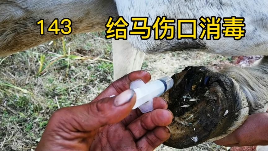 听从网友建议,给小别伤口消毒,真是从内科医生转成外科医生