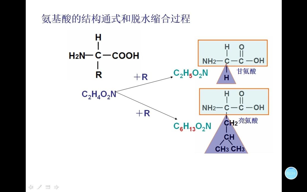 20210822_高中生物必修1(新高考)第2章第4节(补充:蛋白质的计算)