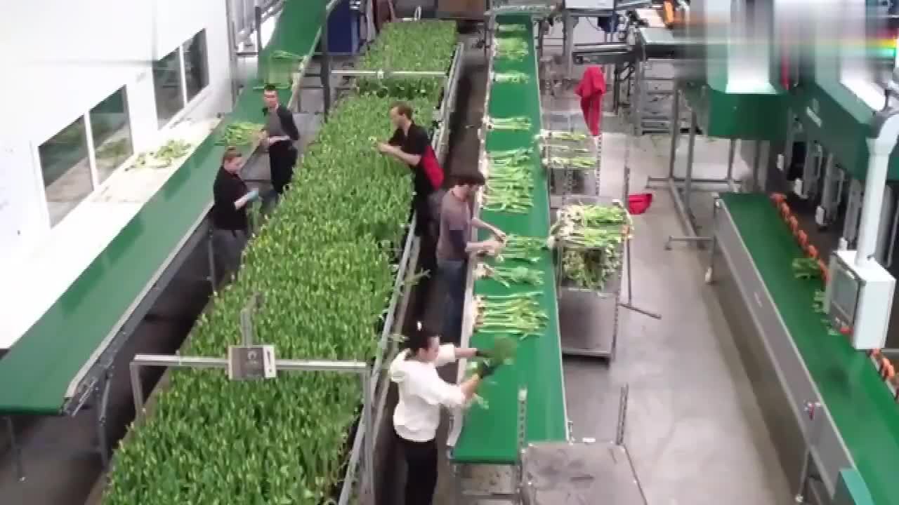 鲜花包装流水线,机械化操作,这效率真高!